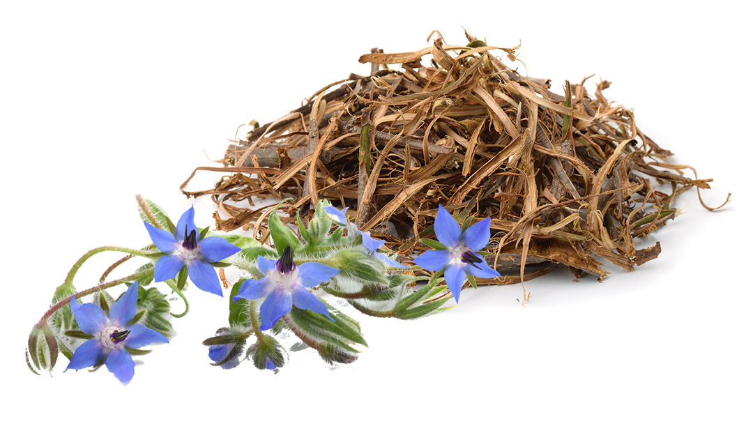 Quercus Borago Ointment - Uriel Pharmacy