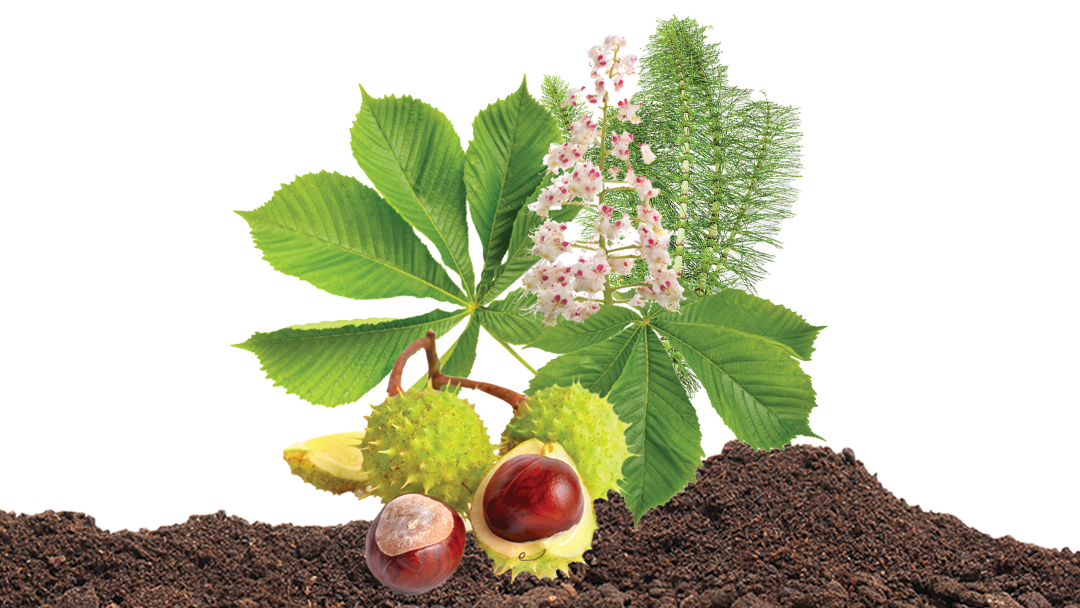 Solum Aesculus Massage & Body Oil - Uriel Pharmacy