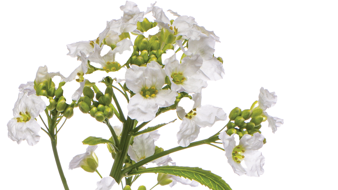 Tormentilla Cochlearia Pellets - Uriel Pharmacy